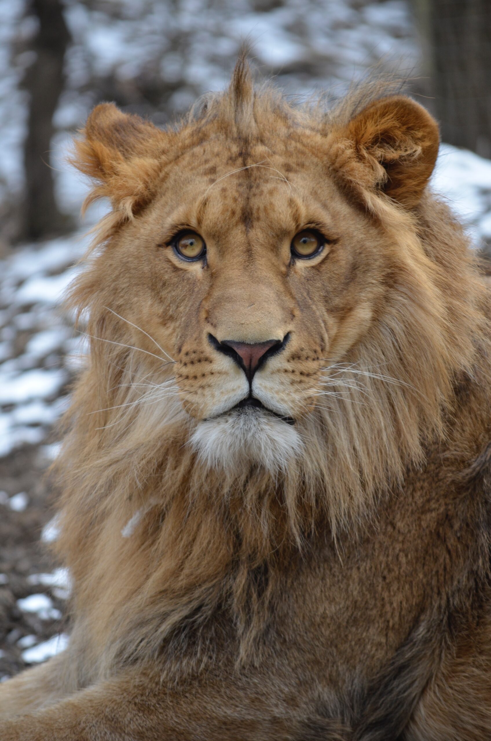 Killman Zoo | THE PRIDE