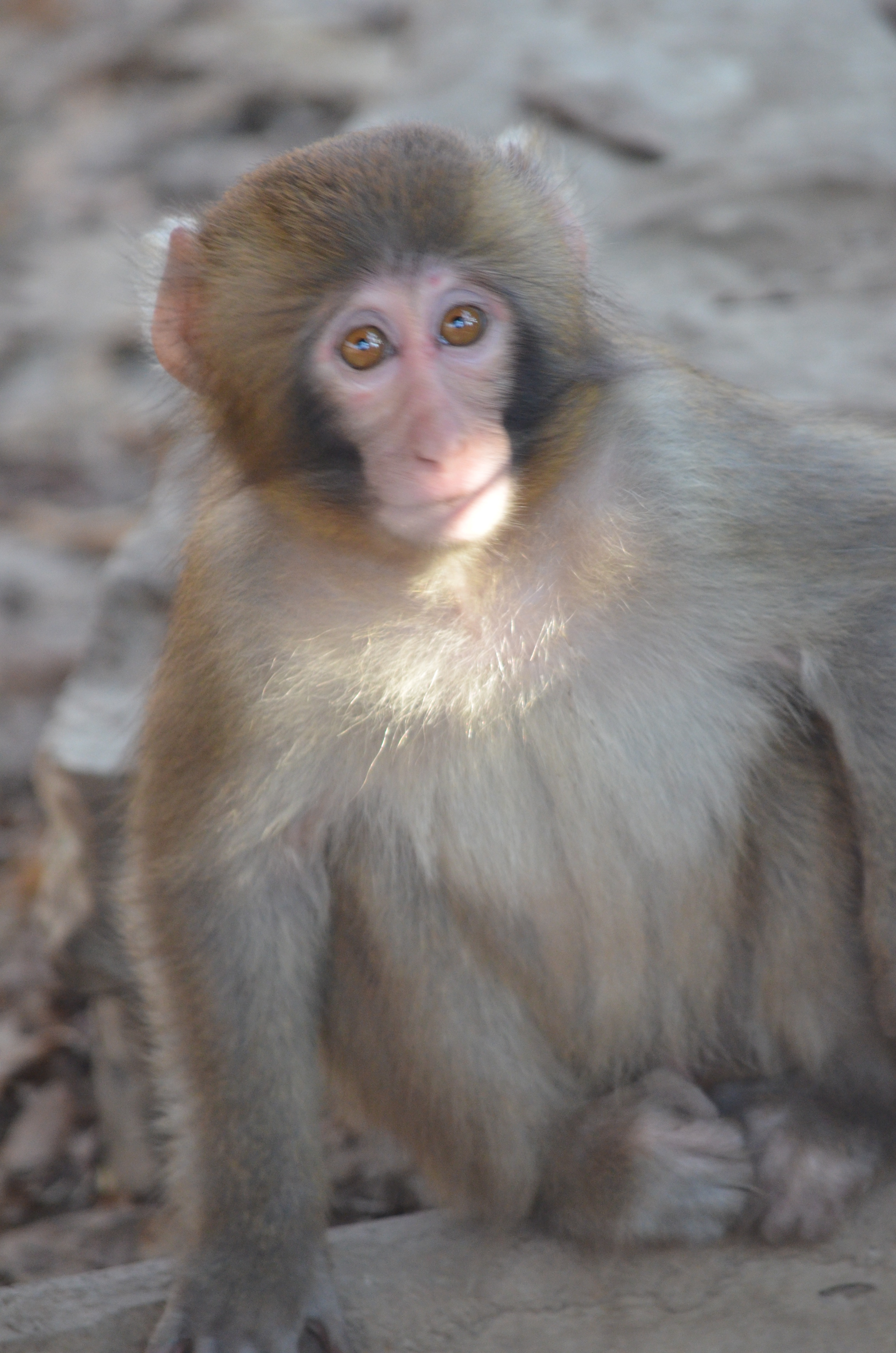 Killman Zoo | PRIMATES