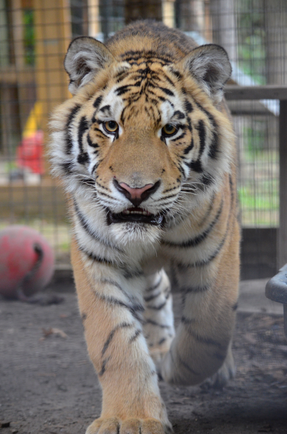 Killman Zoo | Conservation