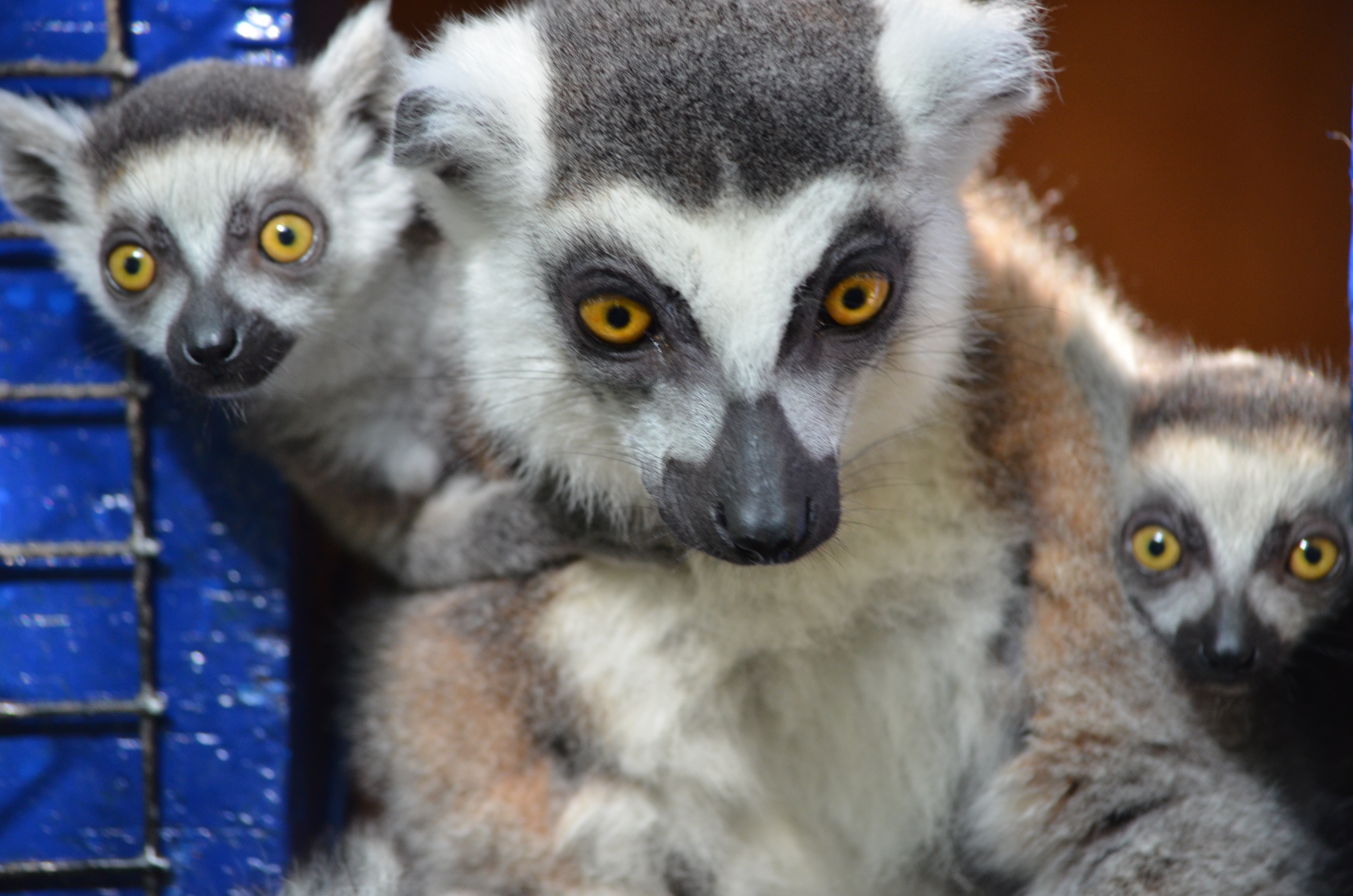 Killman Zoo | PRIMATES