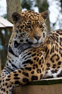 Killman Zoo | PRICING